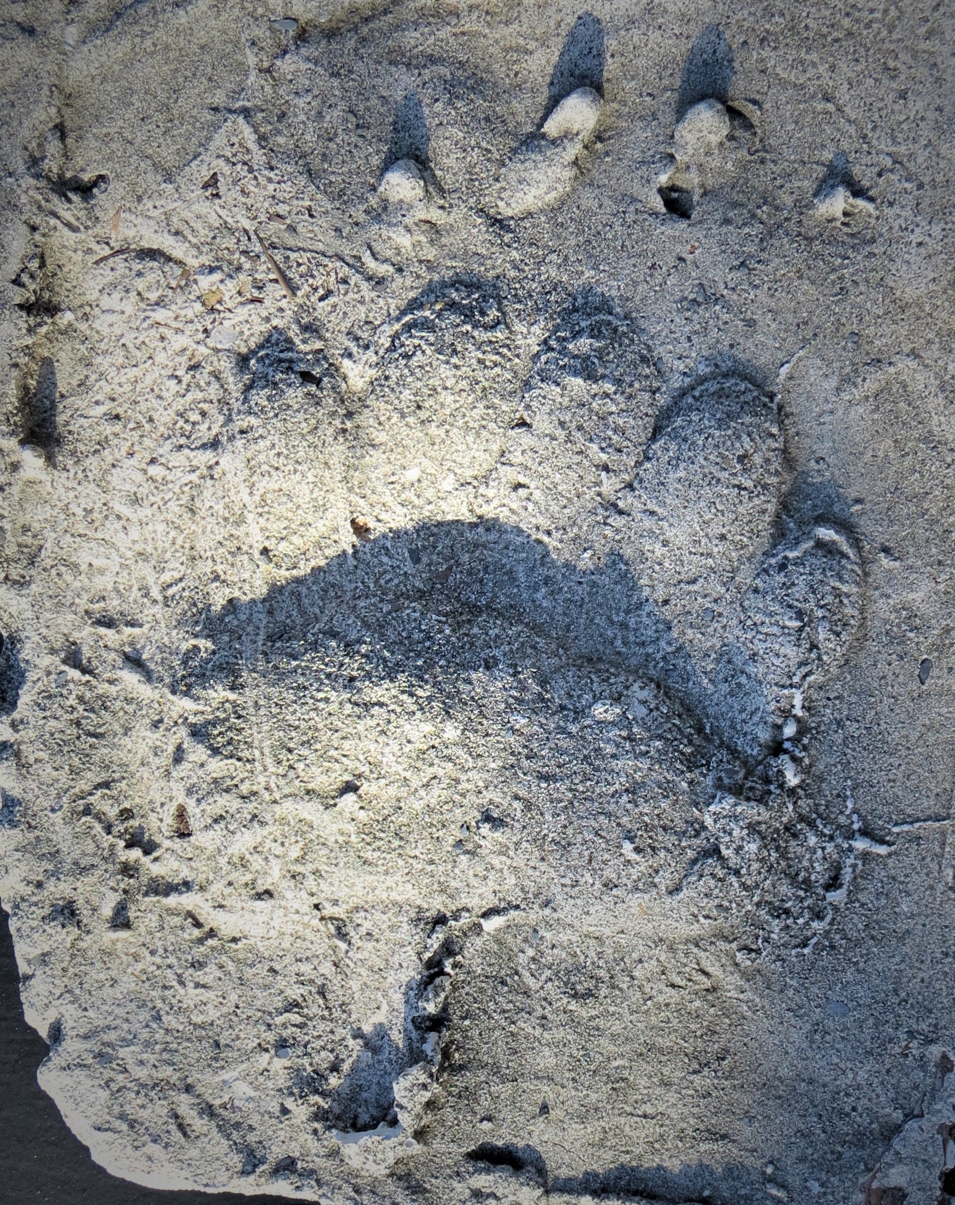 My Wild Tracks – Every Track Has A Story
